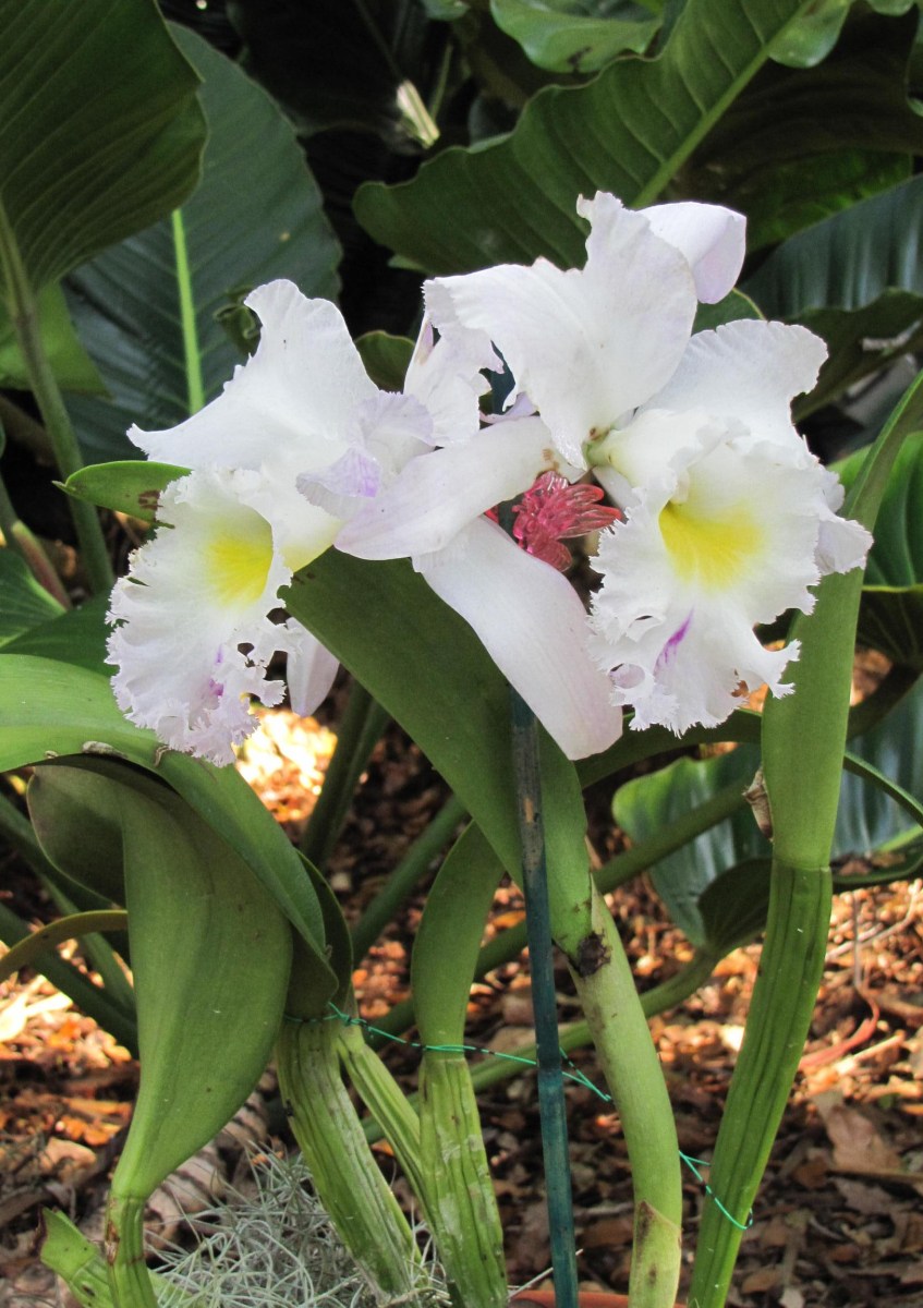 Migraine medications to the rescue – HeadFirst PNP