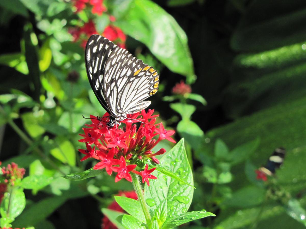 Migraine medications to the rescue…..adjunct and combination therapies ...